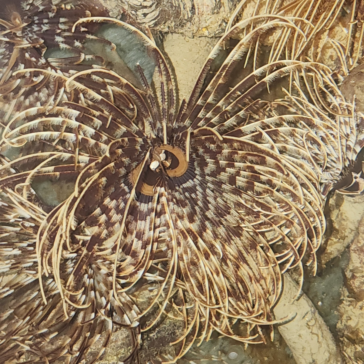 Brown Feather Duster – Tropical Fish Plus