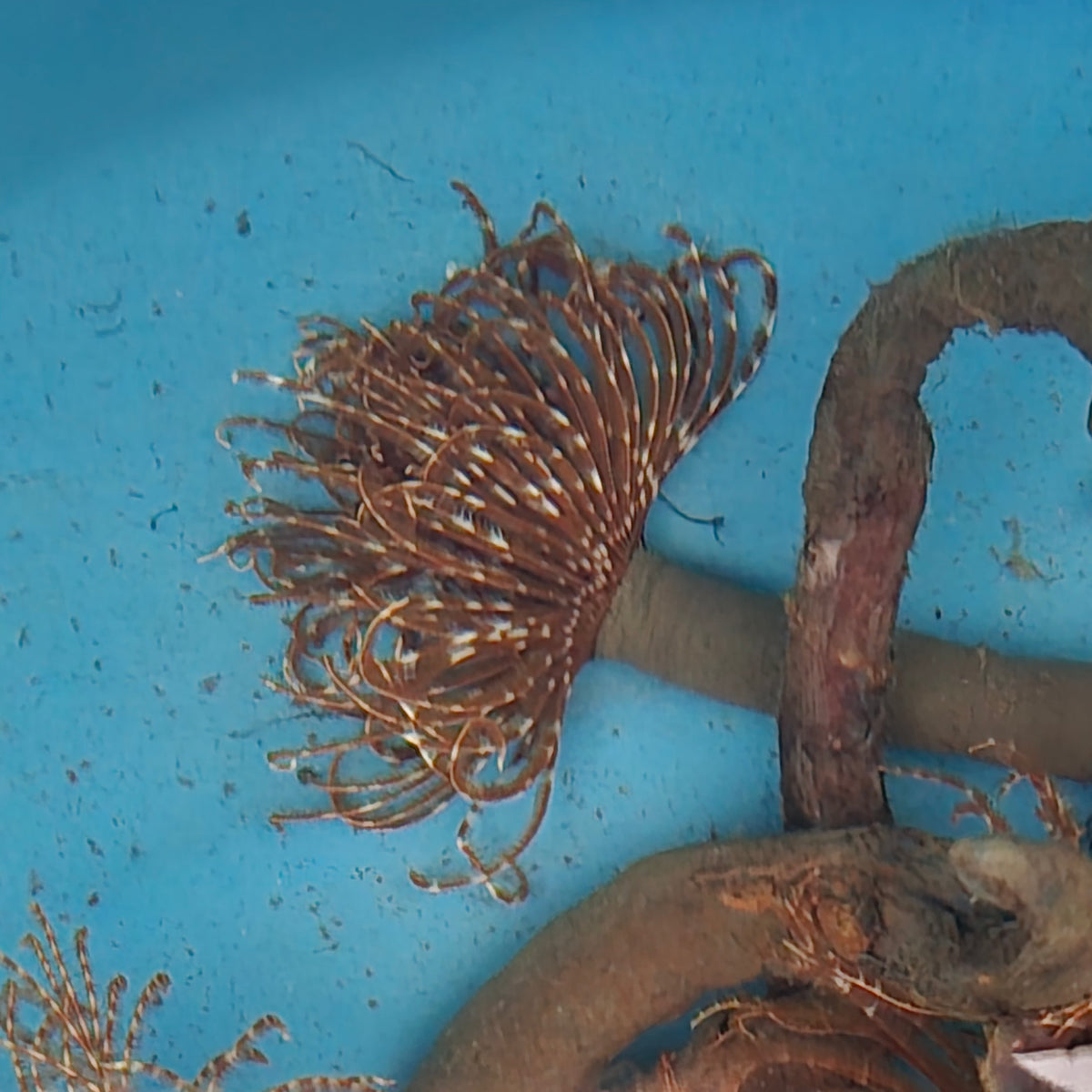 Brown Feather Duster – Tropical Fish Plus