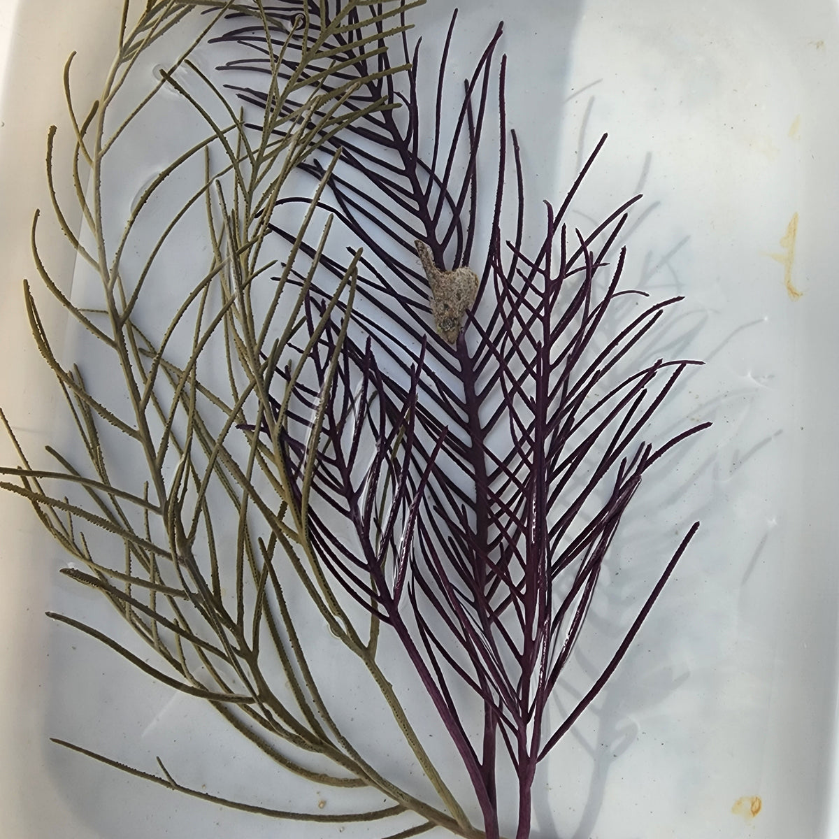 Gorgonia Frilly Purple Large - Pseudopterogorgia – Tropical Fish Plus