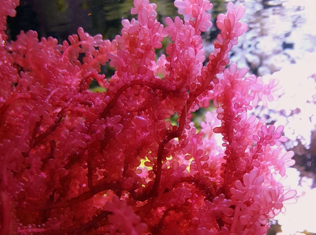 Red Grape Caulerpa - Botryocladia – Tropical Fish Plus