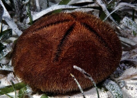 Sea Biscuit -Meoma Ventricosa – Tropical Fish Plus