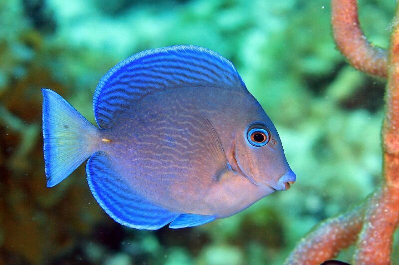 Blue Tang -Acanthurus Coeruleos - Large – Tropical Fish Plus