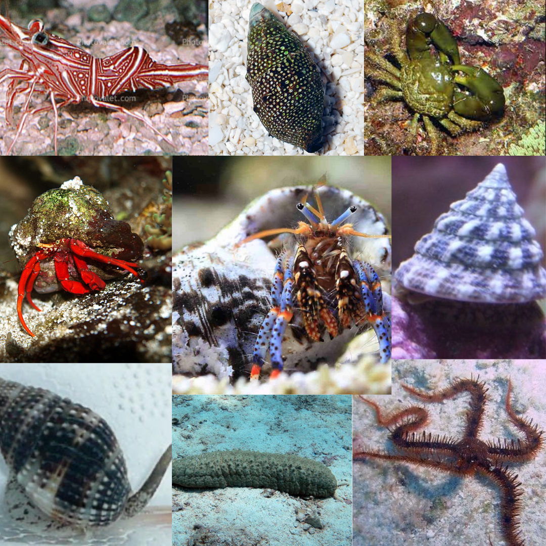 Premium Reef Cleaner Package - 30 gallon – Tropical Fish Plus