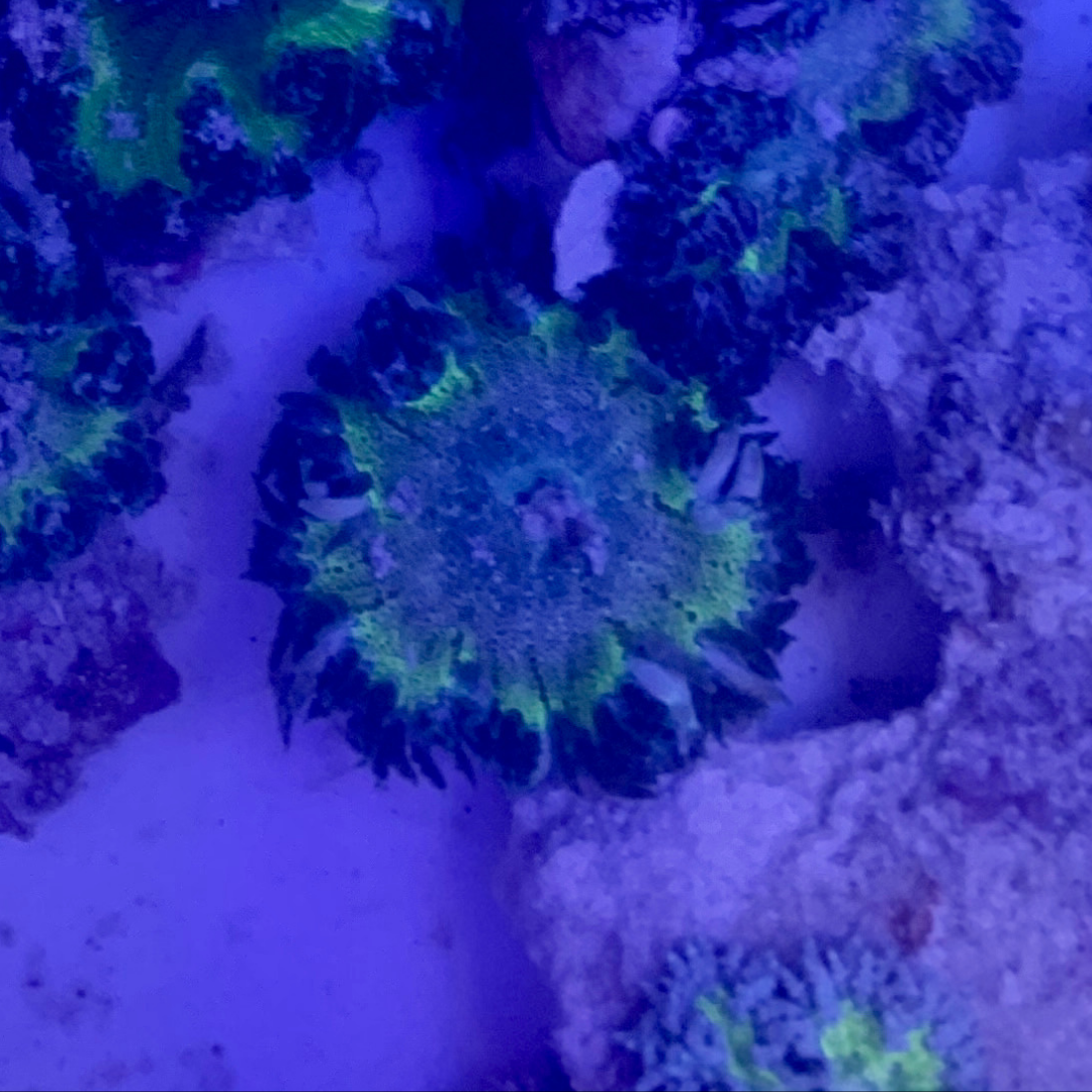 Ultra Flower Anemone - Blue/Yellow & Dark Blue -Epicystis crucifer ...