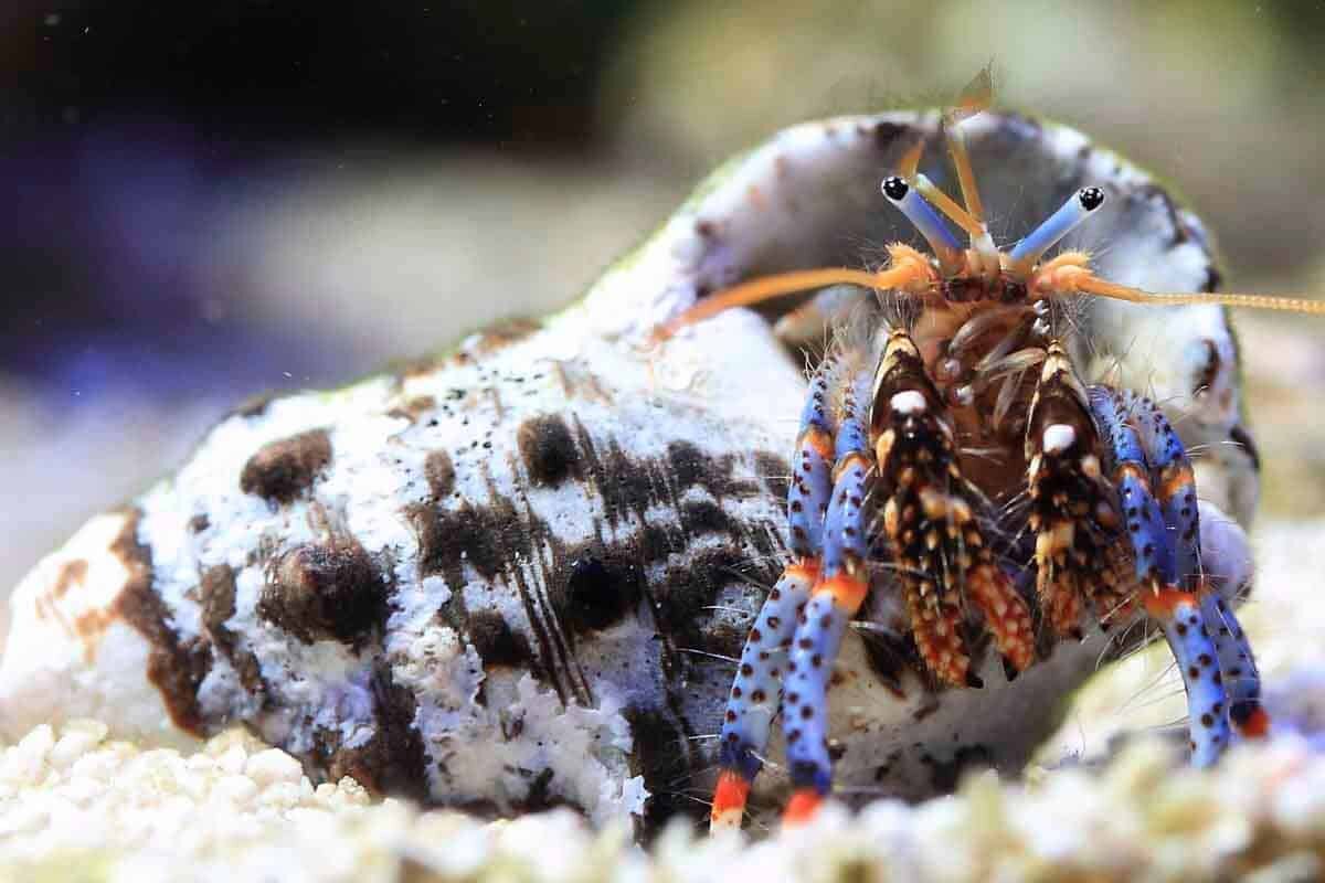 white shell hermit crab