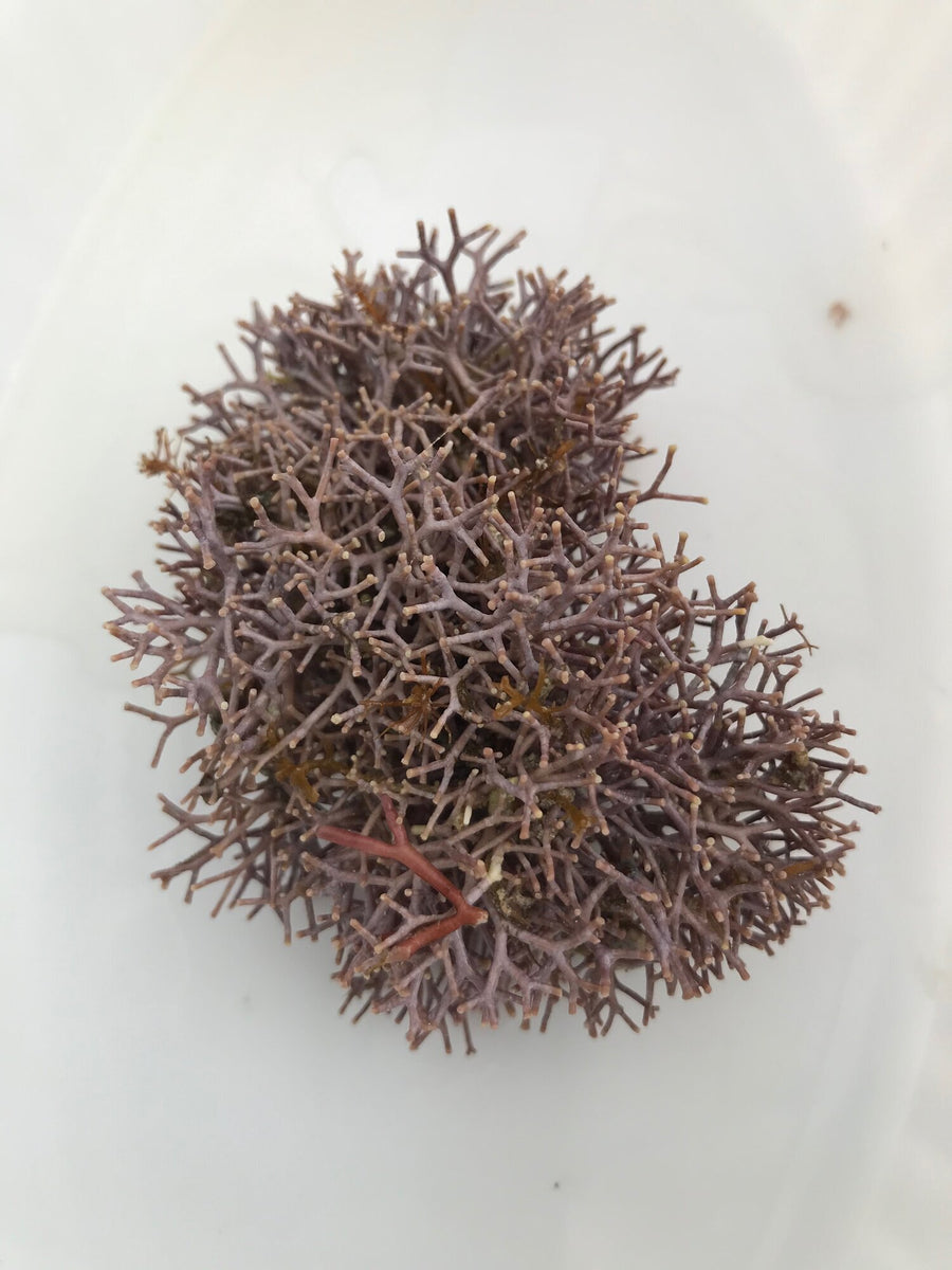 Pink Segmented Algae - Jania spp – Tropical Fish Plus